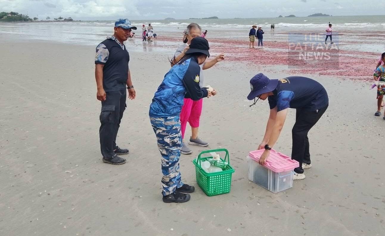 Pattaya News – "Massive Influx of Pink Sea Cucumbers Washes Up on ...